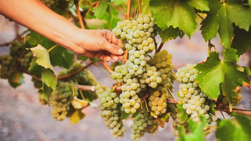 Durrës: Sunset Vineyard Tour with Wine Tasting - Durrës: Sunset Vineyard Tour with Wine Tasting – A Balanced Look at Albanian Wine and Landscape