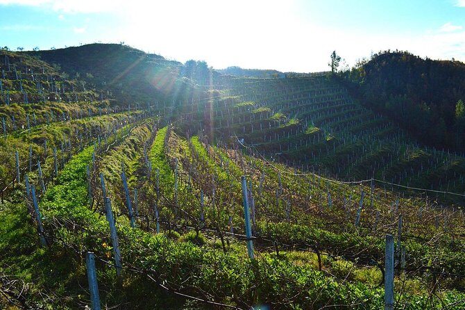 Durres & Wine Tasting Tour - From Ancient Ruins to Lalzi Bay’s Vineyards