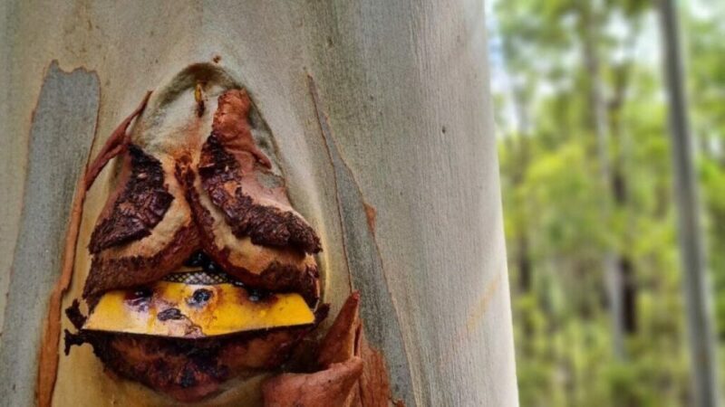 Dwellingup: Guided Hike and Scenic Train Ride with Lunch - An Introduction to This Unique Western Australian Adventure