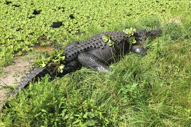 E-Bike Adventure - Fakahatchee Strand - Stop 3: Jones Grade Lakes and Trail