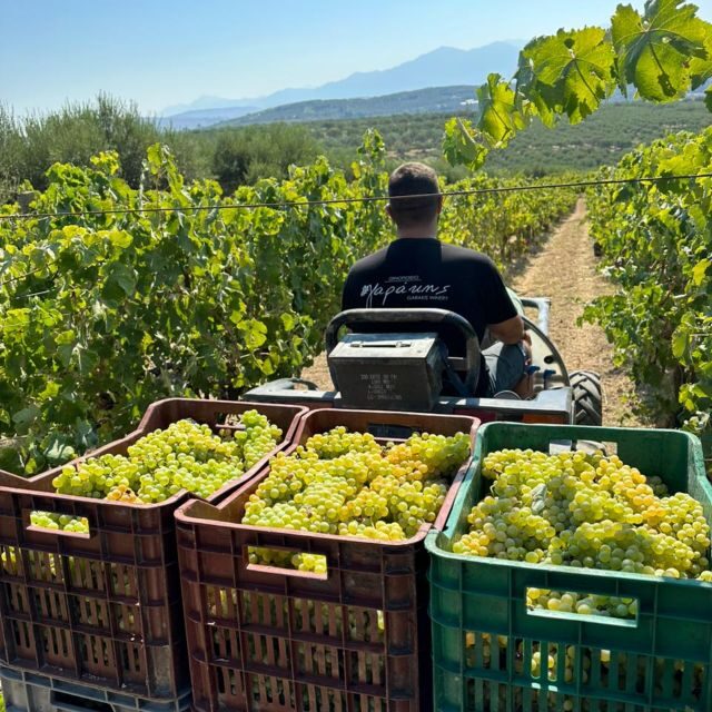 E-bike-Full Day- Olive oil Factory & Wine Tasting - What’s Included and Why It Matters