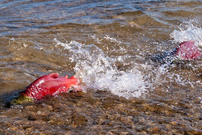 E-Bike Salmon Adventure - Discovering Kelowna’s Salmon Run: An In-Depth Look at the E-Bike Salmon Adventure