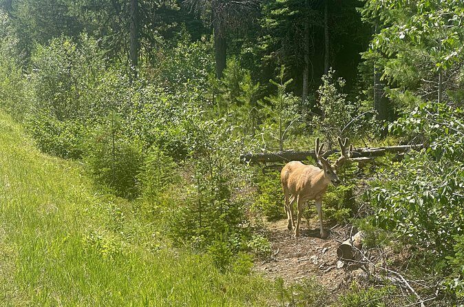 E Bike Tour in Glacier National Park Cammas Road - FAQs