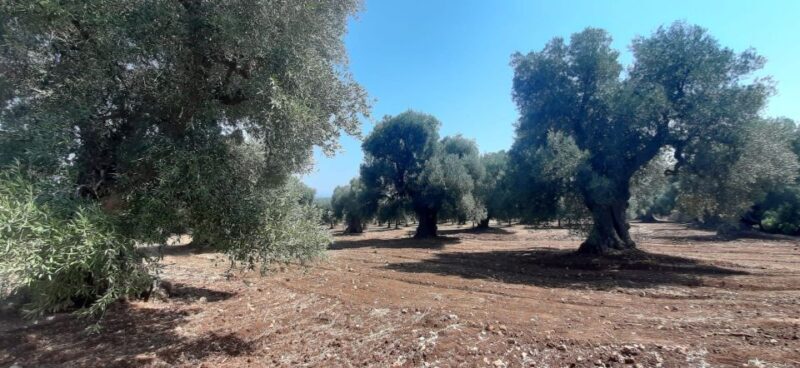 E-Bike Tour in Ostuni. Huge olive trees and a rock village - Who Should Consider This Tour?