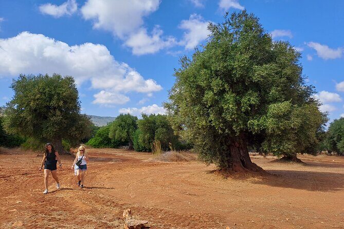 e-bike tour in the plain of the secular olive trees of Ostuni - Key Points