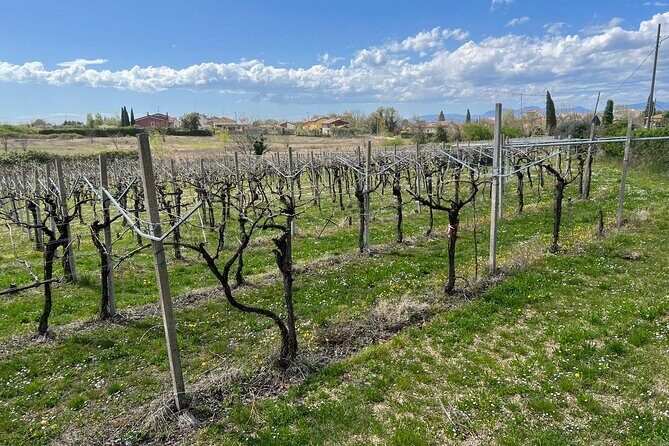 E-Bike tour with stop in the cellar in the Bardolino area - Who Should Consider This Tour?