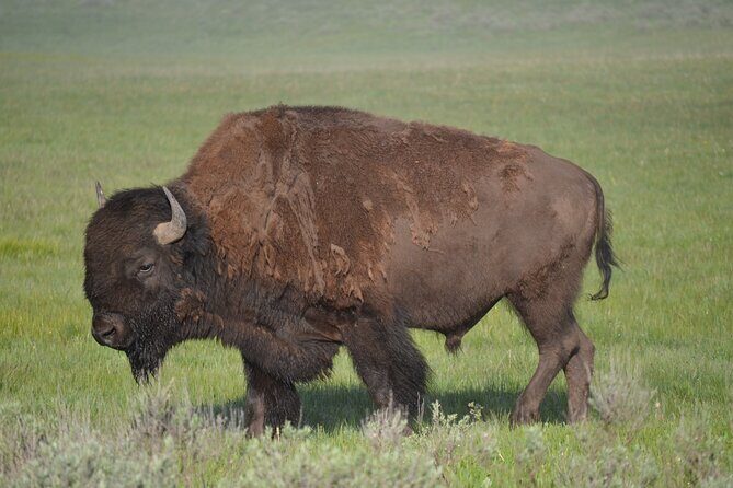E-Bike Tours in Yellowstone National Park - FAQs
