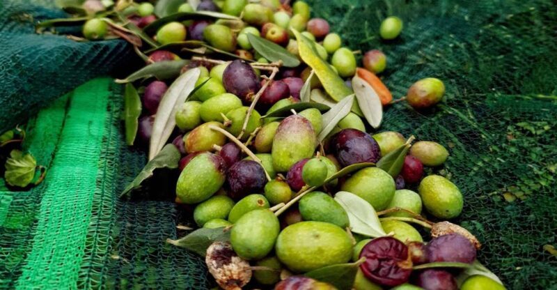 E.V.O. oil of lake Como + food pairings - Key Points