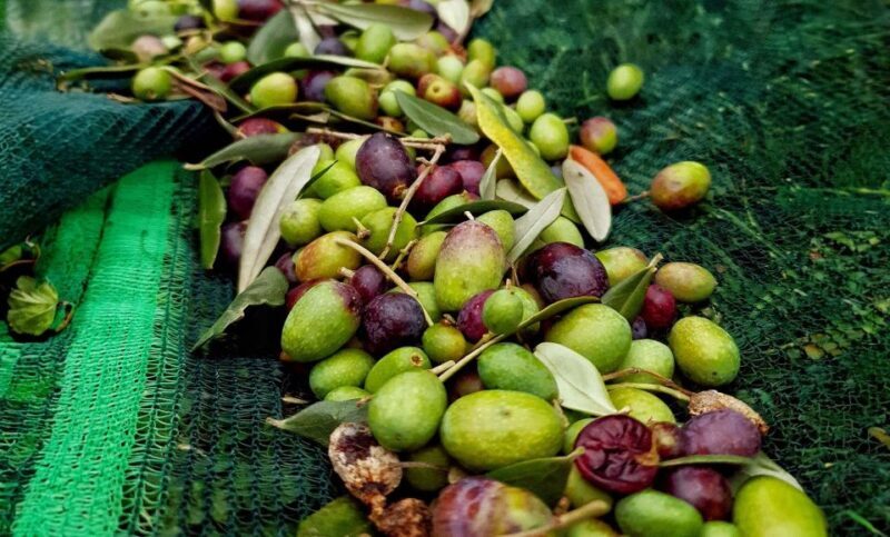 E.V.O. oil of lake Como + food pairings - The Setting: Scenic, Genuine, and Intimate