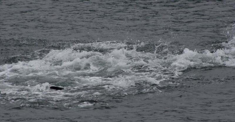 Ear Mountain Charters tours: whale watching and fishing - Final Thoughts: Is It Worth It?