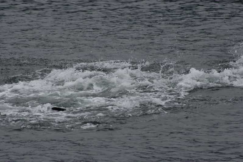 Ear Mountain Charters tours: whale watching or fishing - FAQs