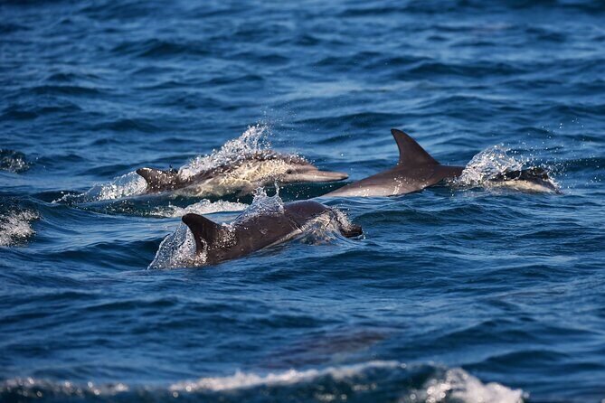 Early Bird Latin Inspired Dinner Cruise - The Experience in Detail