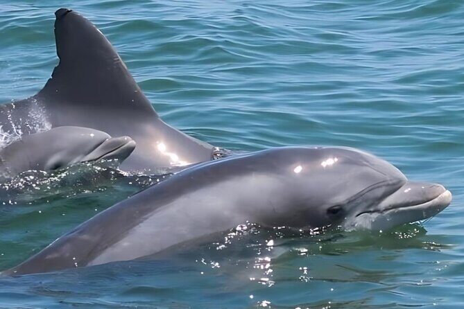 EARLY BIRD SPECIAL: Speed Boat & Dolphin Cruise in Ocean City, MD - What’s Included and What’s Not