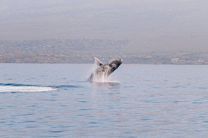 Early Sail with the Whales from Ma'alaea Harbor - An In-Depth Look at the Whale-Watching Experience