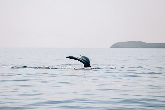 Early Sail with the Whales from Ma'alaea Harbor - FAQs