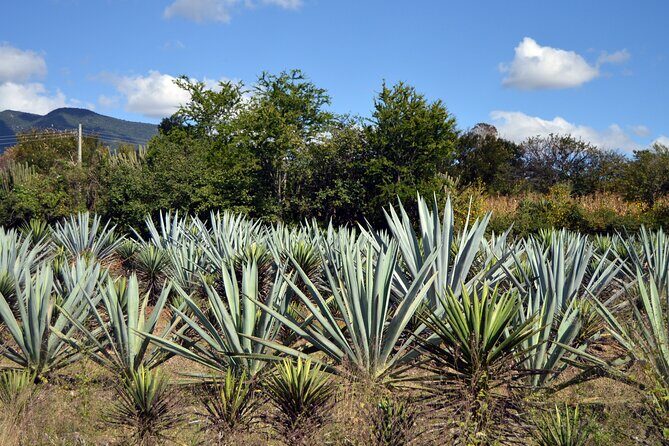 Earth, Corn & Fire: Tasting the Roots of Oaxacan Cuisine - A Comprehensive Look at the Tour