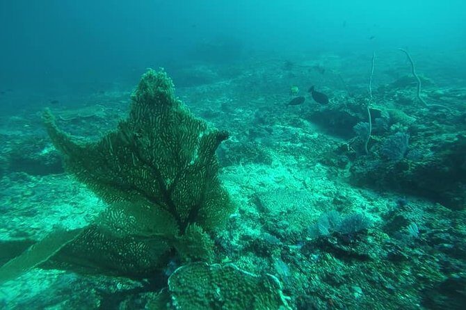 East Bali Spear Or Line Fishing Tour At Virgin Beach - Authenticity and Value