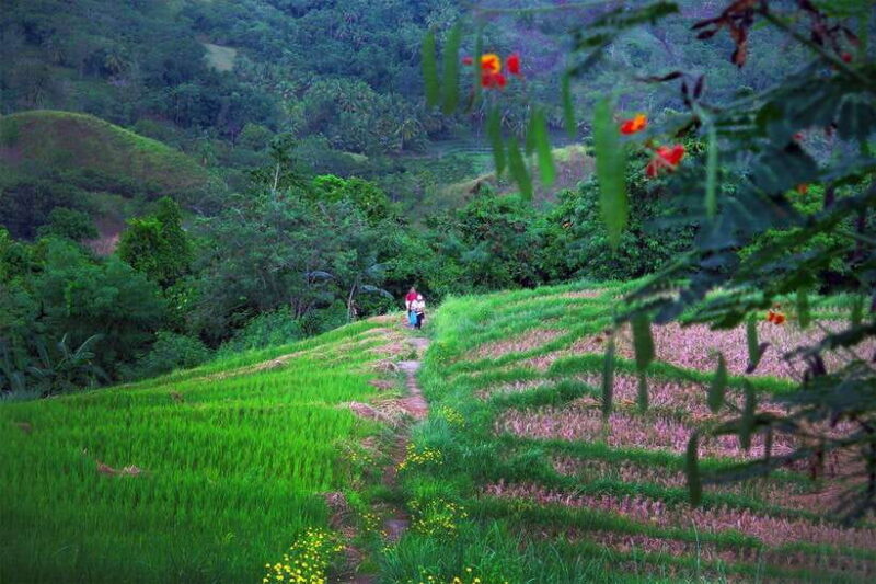 East Bohol: Anda, rice terraces, waterfalls, Lamanok island - Who Should Take This Tour?