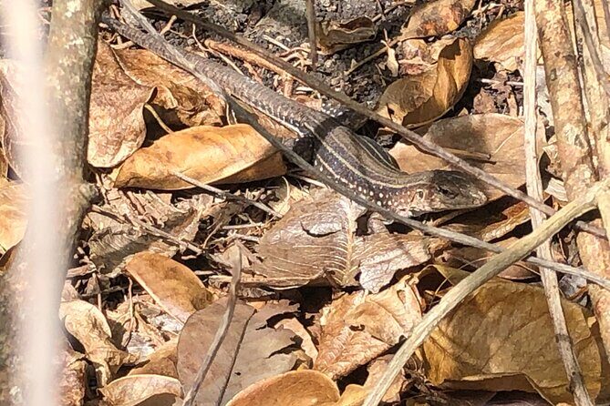 East Coast Private Island Day Trip Kayak & Picnic Experience - The Sum Up: Is It Worth It?