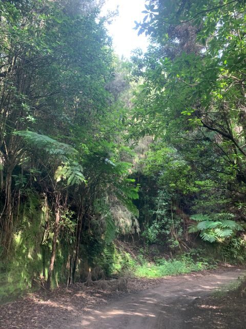 East Tour: Classic jeep tour to East Madeira - Santana - Who Is This Tour Best For?
