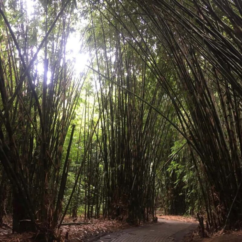 Eastern Bali and Pura Besakih Temple Tour - FAQs