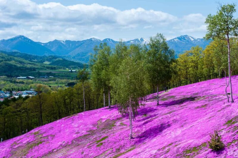 Eastern Hokkaido: Shibazakura & Tulip Park Day Tour - What Makes This Tour Stand Out