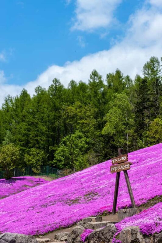 Eastern Hokkaido: Shibazakura & Tulip Park Day Tour - Comparing Value and Experience