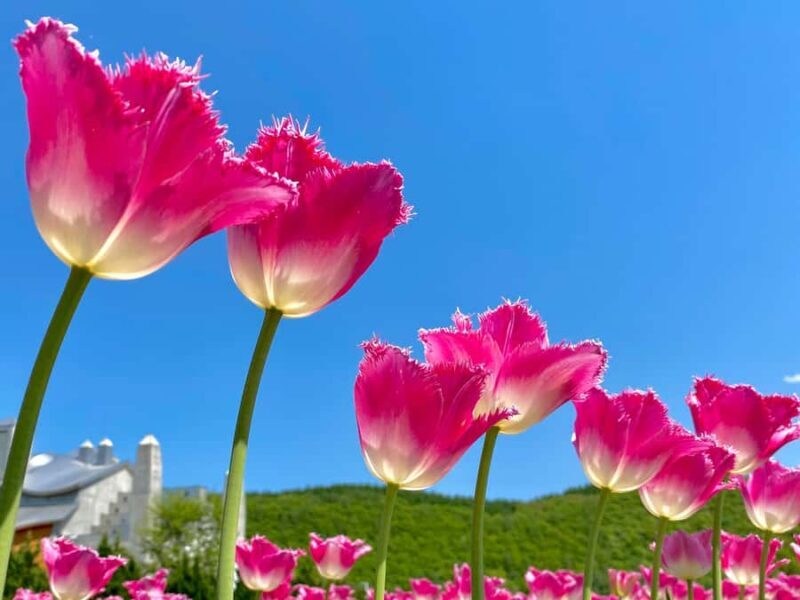 Eastern Hokkaido: Shibazakura & Tulip Park Day Tour - FAQ