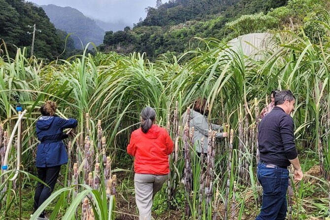 Eastern Madeira Sustainable Tour in a 4x4 with Lunch - The Sum Up