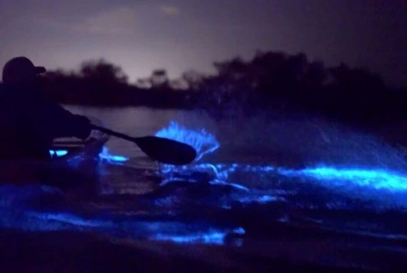Eastsound: Orcas Island Bioluminescent Kayak Tour - Final Thoughts: Who Should Book This Tour?
