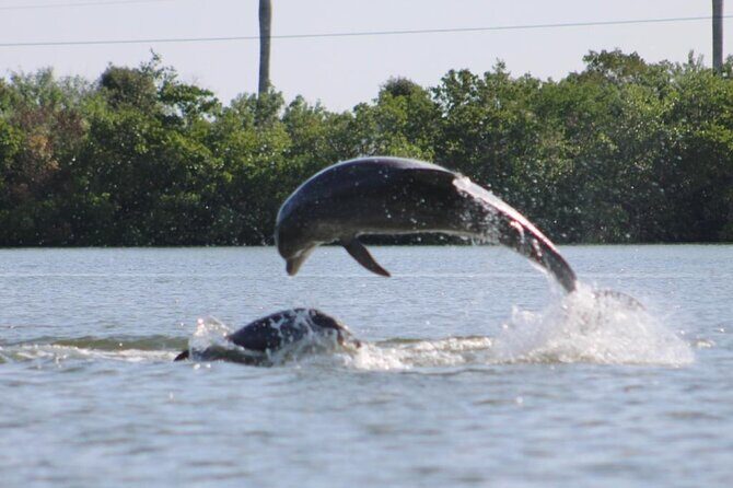 Easy Ride Pedal Kayak Tour Marco Island & Naples (Pedal or Paddle - Key Points