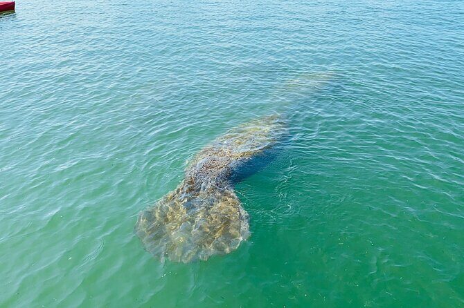 Easy Ride Pedal Kayak Tour Marco Island & Naples (Pedal or Paddle - The Experience in Detail