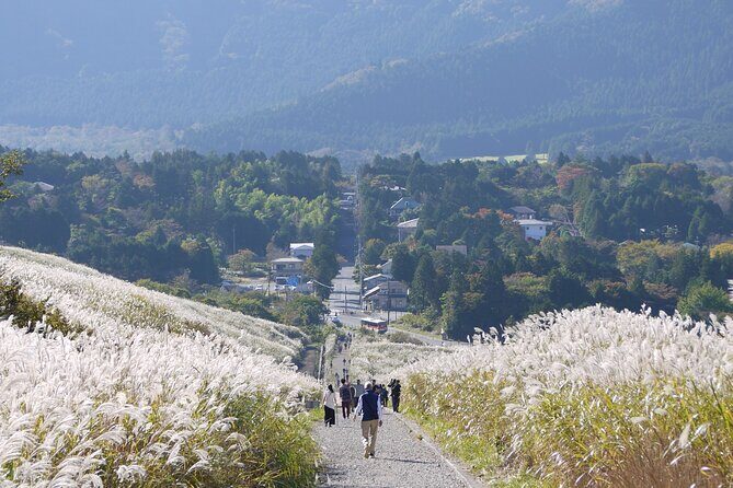 Easygoing Nature Walk in Hakone Tour - An In-Depth Look at the Hakone Nature Walk Experience