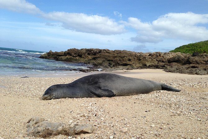 Eco-adventure friendly Aloha Island Tour - An In-Depth Look at the Tour Experience
