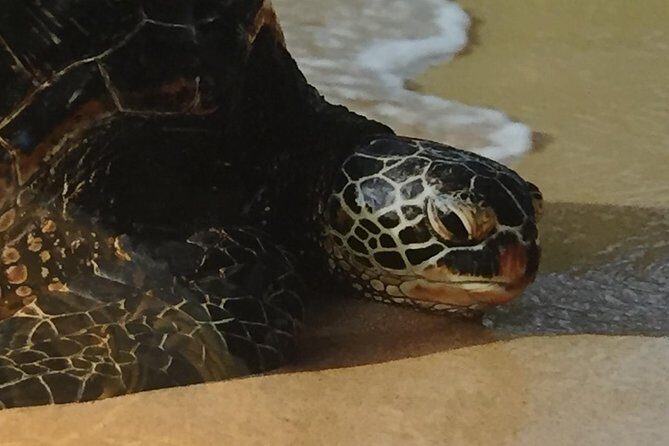 Eco-adventure friendly Aloha Island Tour - Final Thoughts