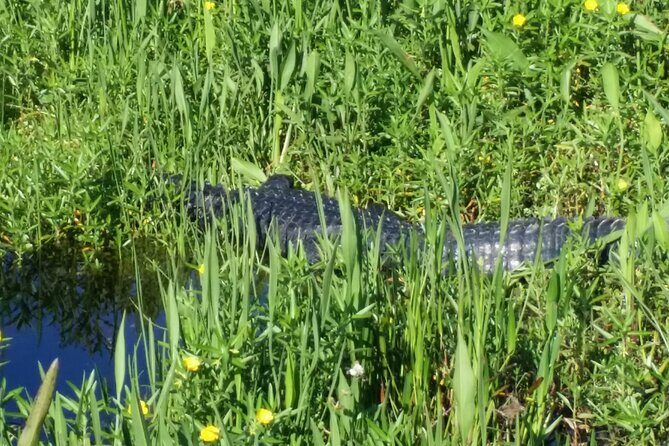 Eco Adventure Scenic Wildlife Boat Cruise - Analyzing the Value