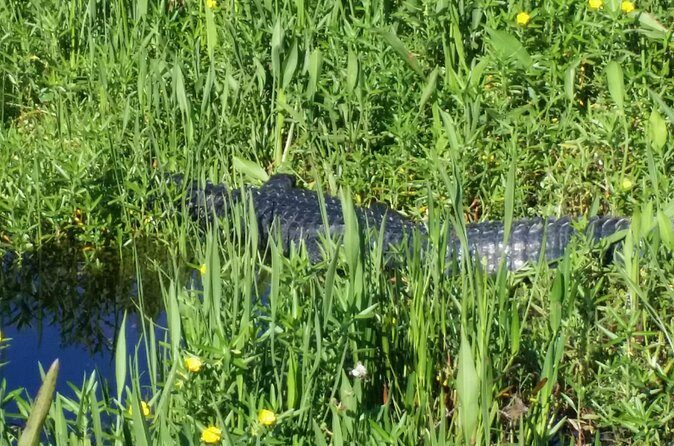 Eco Adventure Scenic Wildlife Boat Cruise - Final Thoughts