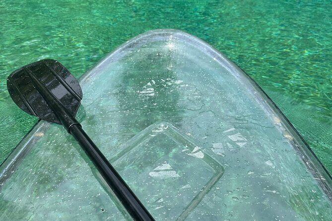 ECO adventure to Cypress Springs by Paddle Board or Kayak - What We Love