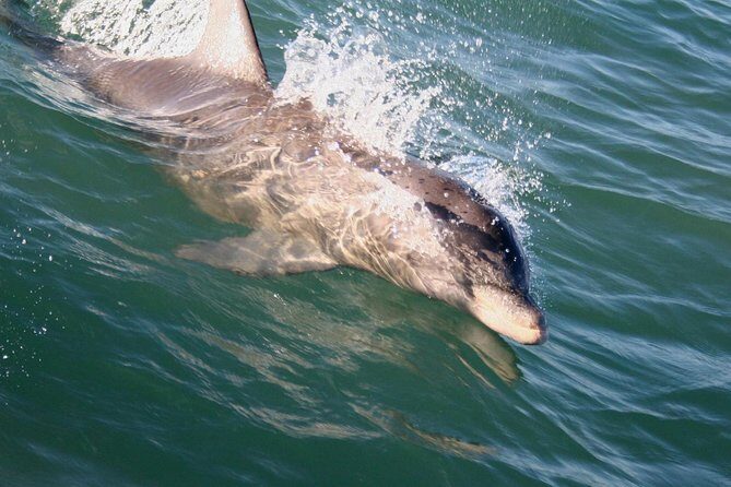 Eco and Dolphin Watch Tour of South Padre Island - A Well-Organized, Authentic Coastal Experience