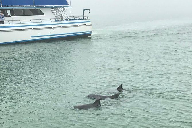 Eco and Dolphin Watch Tour of South Padre Island - What Others Say: Authentic Guest Perspectives