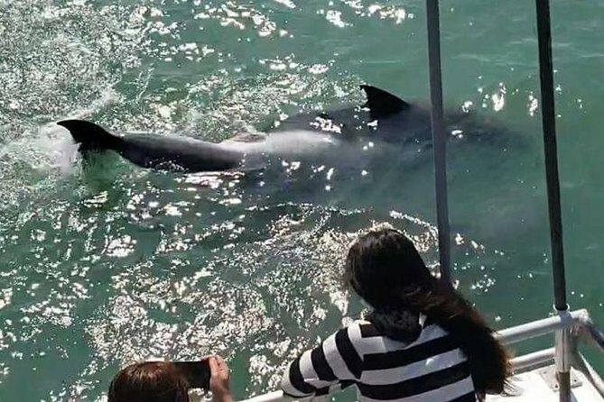 Eco and Dolphin Watch Tour of South Padre Island - FAQ