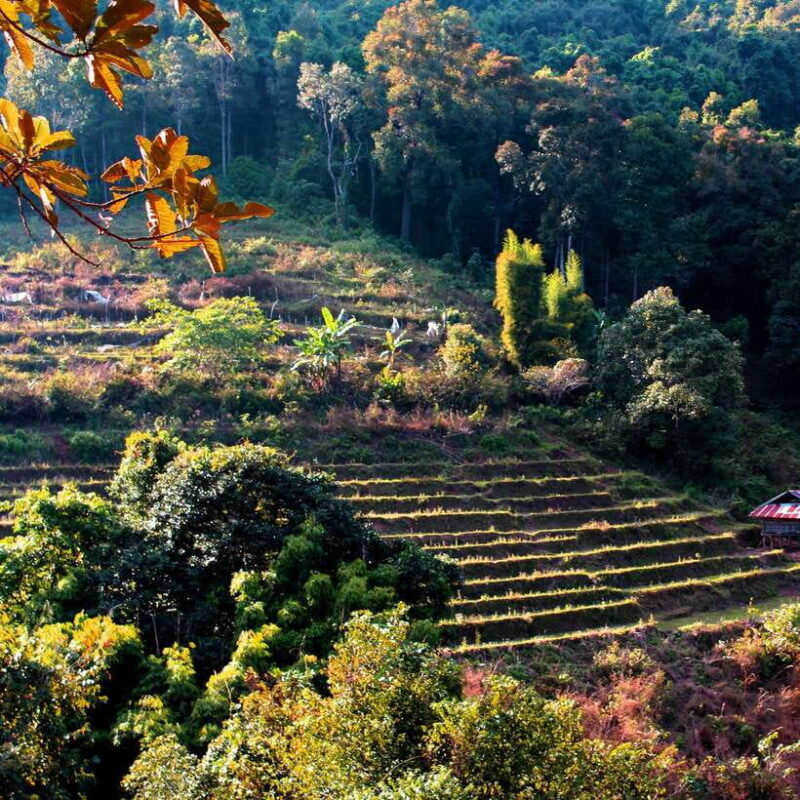 Eco-Friendly: Doi Inthanon & Pha Dok Siew Trekking Day Trip - A Well-Balanced Journey through Doi Inthanon