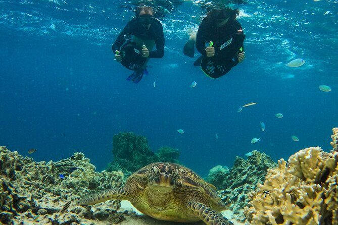 Eco Friendly Sea Scooter Turtle Tour in Rarotonga - The Sum Up