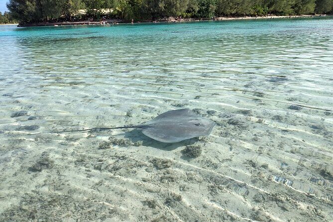 Eco guided excursion to the lagoon of Moorea in a transparent kayak Afternoon 2h - Practical Details and Value