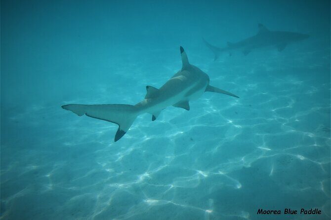 Eco Kayak Excursion in Moorea Lagoon for a Day - Group Size and Atmosphere