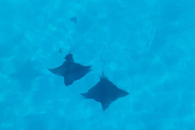 Eco Kayak Excursion in Moorea Lagoon for a Day - Weather and Safety Considerations