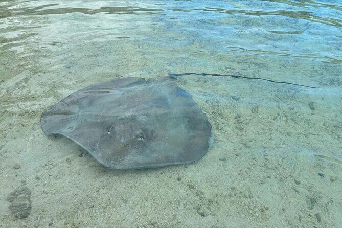 Eco Kayak Excursion in Moorea Lagoon for a Day - Final Thoughts: Who Would Love This Tour?