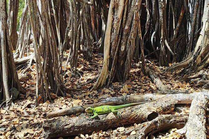 Eco-responsible sea trip EN - Tub de Joséphine - The Value: What You Get for $72
