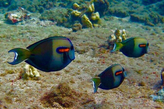 Eco Sea Scooter Beach Entry - Rent a GoPro Video tape Sea Turtles - Who Should Consider This Tour?