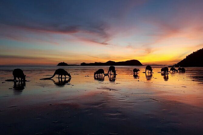 Eco Wildlife Two-Day Tour  Platypus & Kangaroos - An Authentic Encounter with Australia’s Unique Wildlife